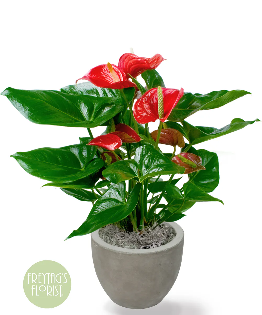 Flowering Plant Delivery in Austin Texas - Freytag's Florist