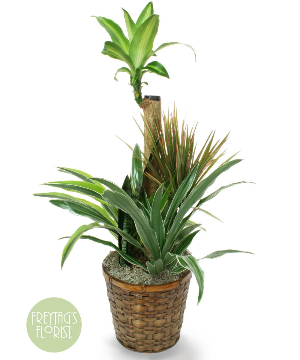 Green Plant Delivery in Austin Texas - Freytag's Florist